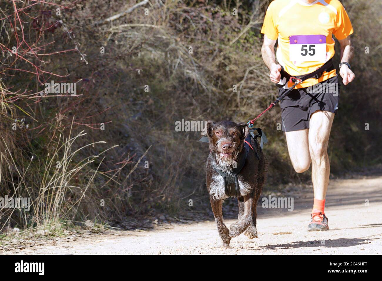 Dog and man taking part in a popular canicross race Stock Photo - Alamy
