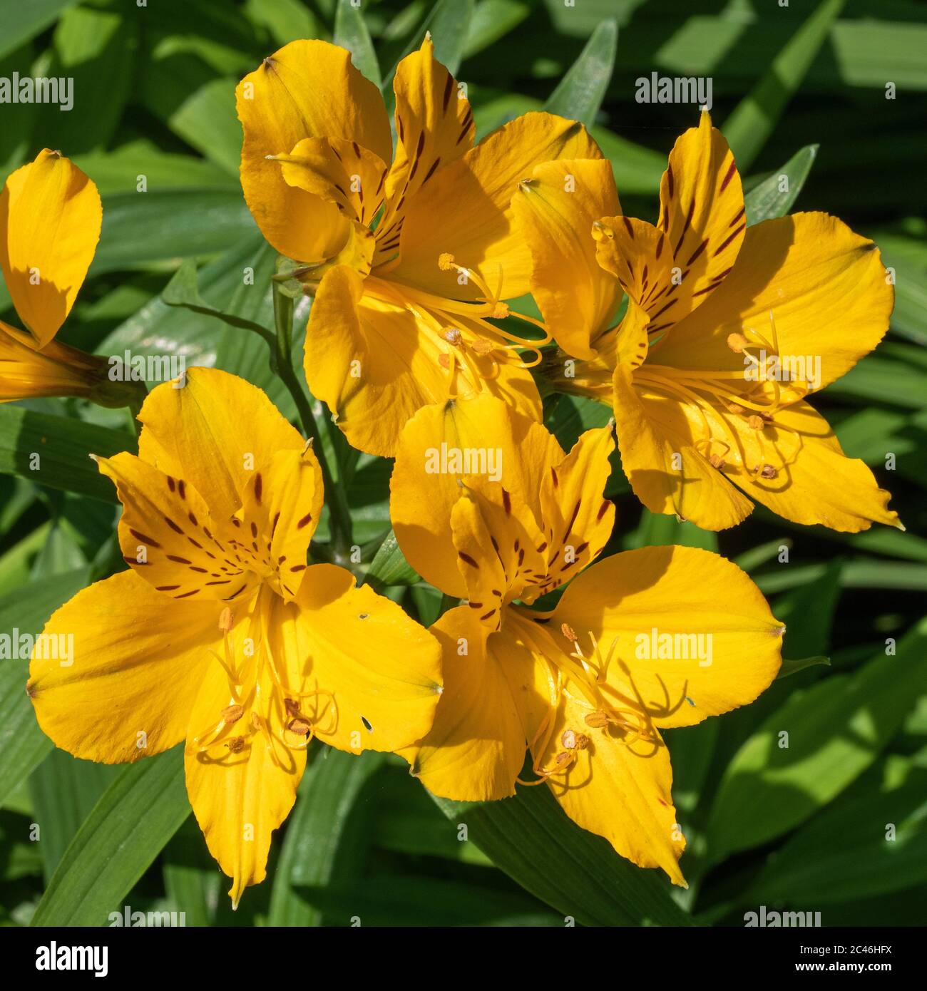 Bright Yellow and Maroon Speckled Alstroemeria Flowers in Full Bloom in ...