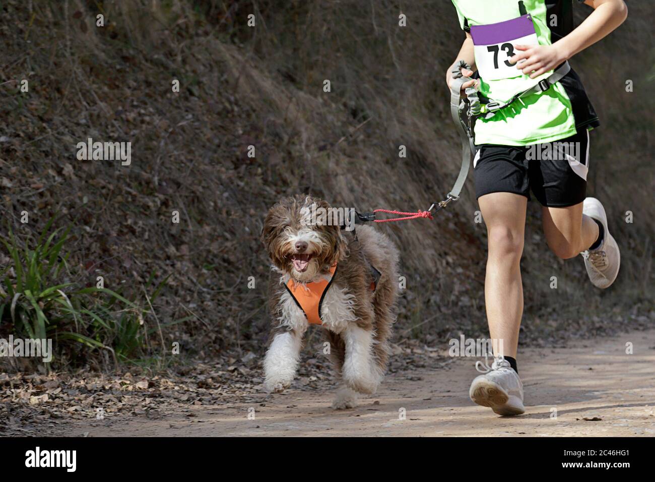Dog and man taking part in a popular canicross race Stock Photo - Alamy