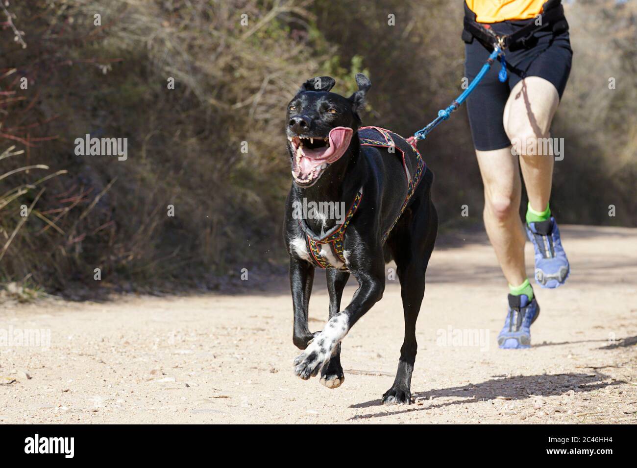 Dog and man taking part in a popular canicross race Stock Photo - Alamy