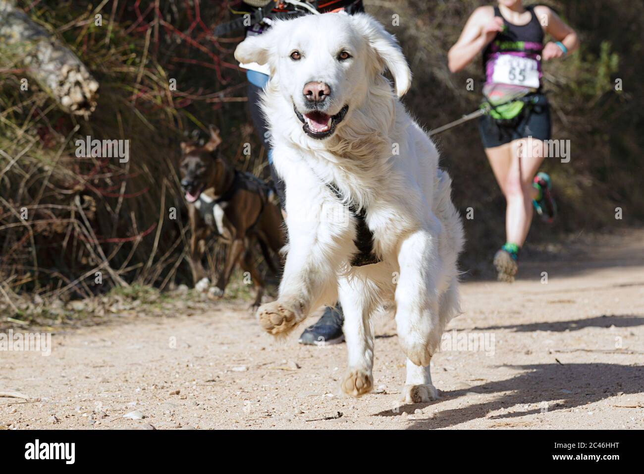Several athletes and their dogs taking part in a popular canicross race ...