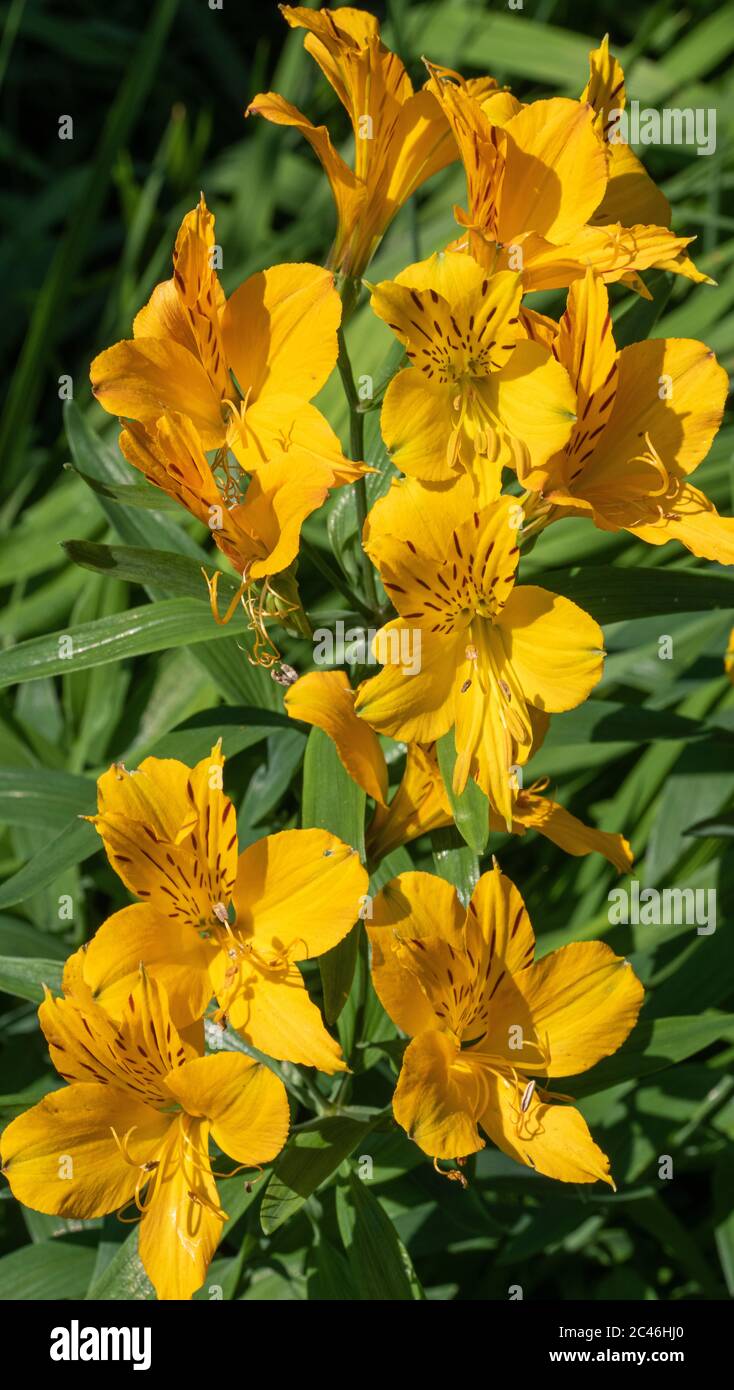 Bright Yellow and Maroon Speckled Alstroemeria Flowers in Full Bloom in ...