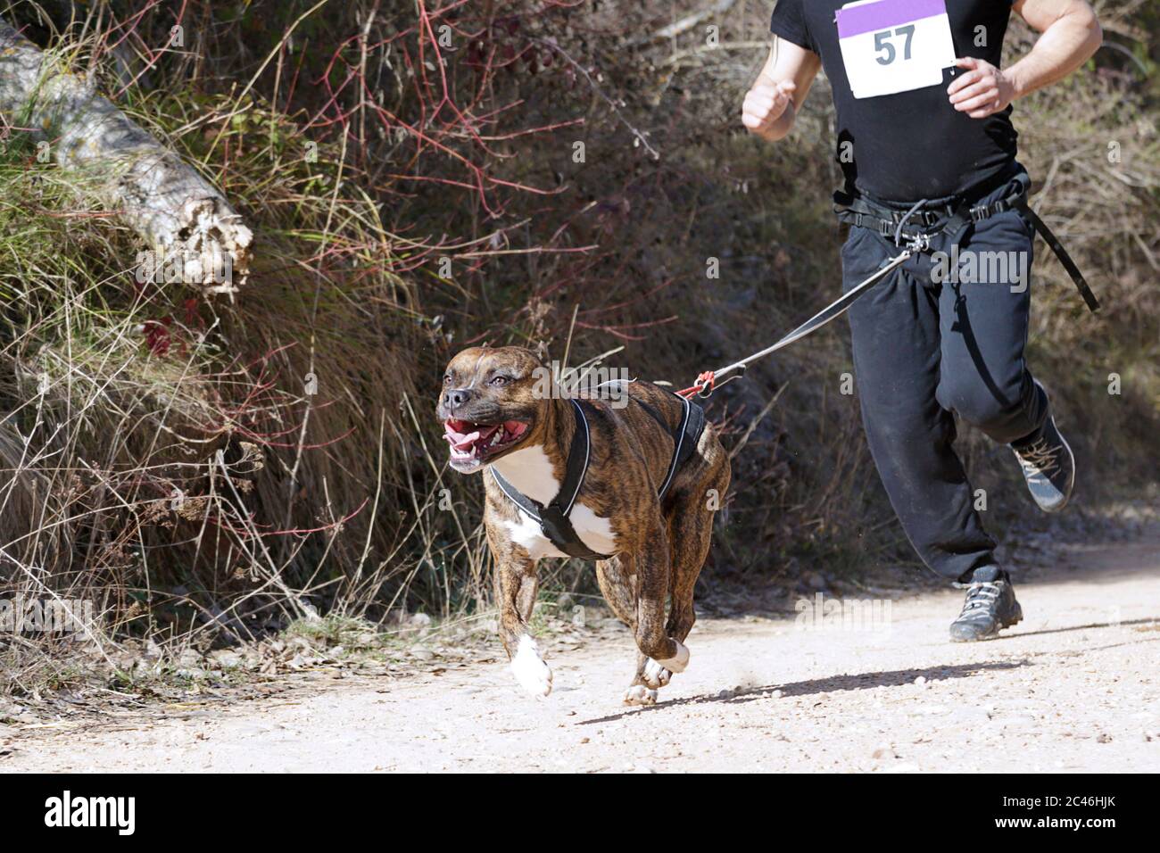 Dog and man taking part in a popular canicross race Stock Photo - Alamy