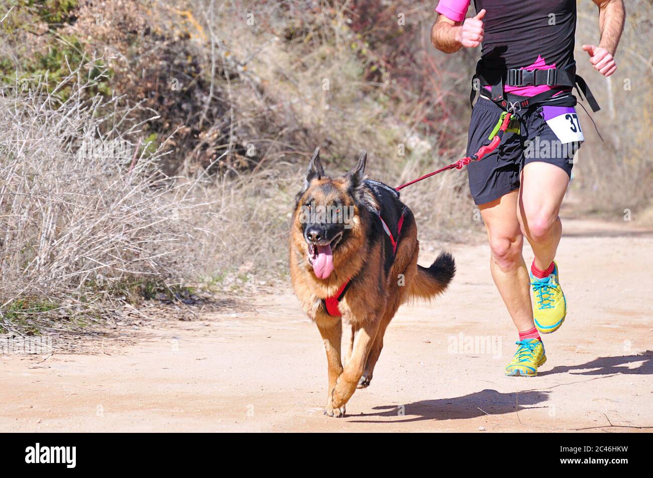Dog and man taking part in a popular canicross race Stock Photo - Alamy