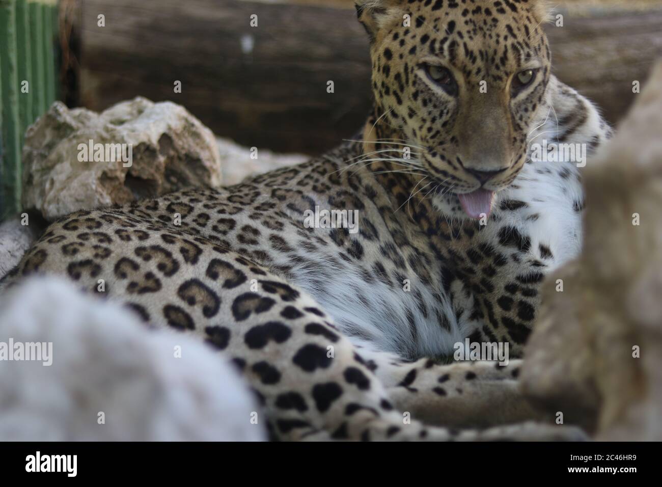 Leopard skin stone hi-res stock photography and images - Alamy