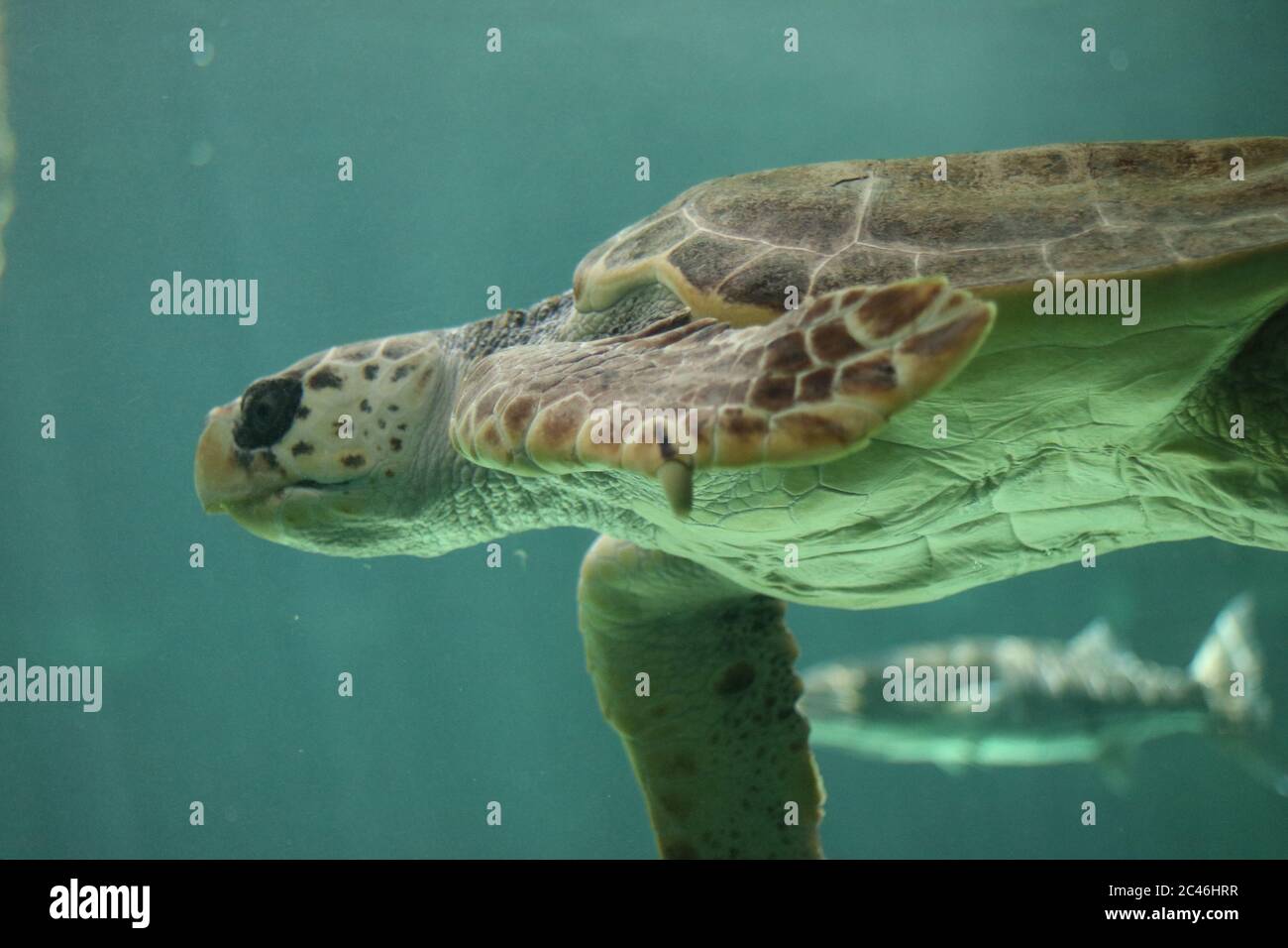 Belize reef turtle hi-res stock photography and images - Alamy