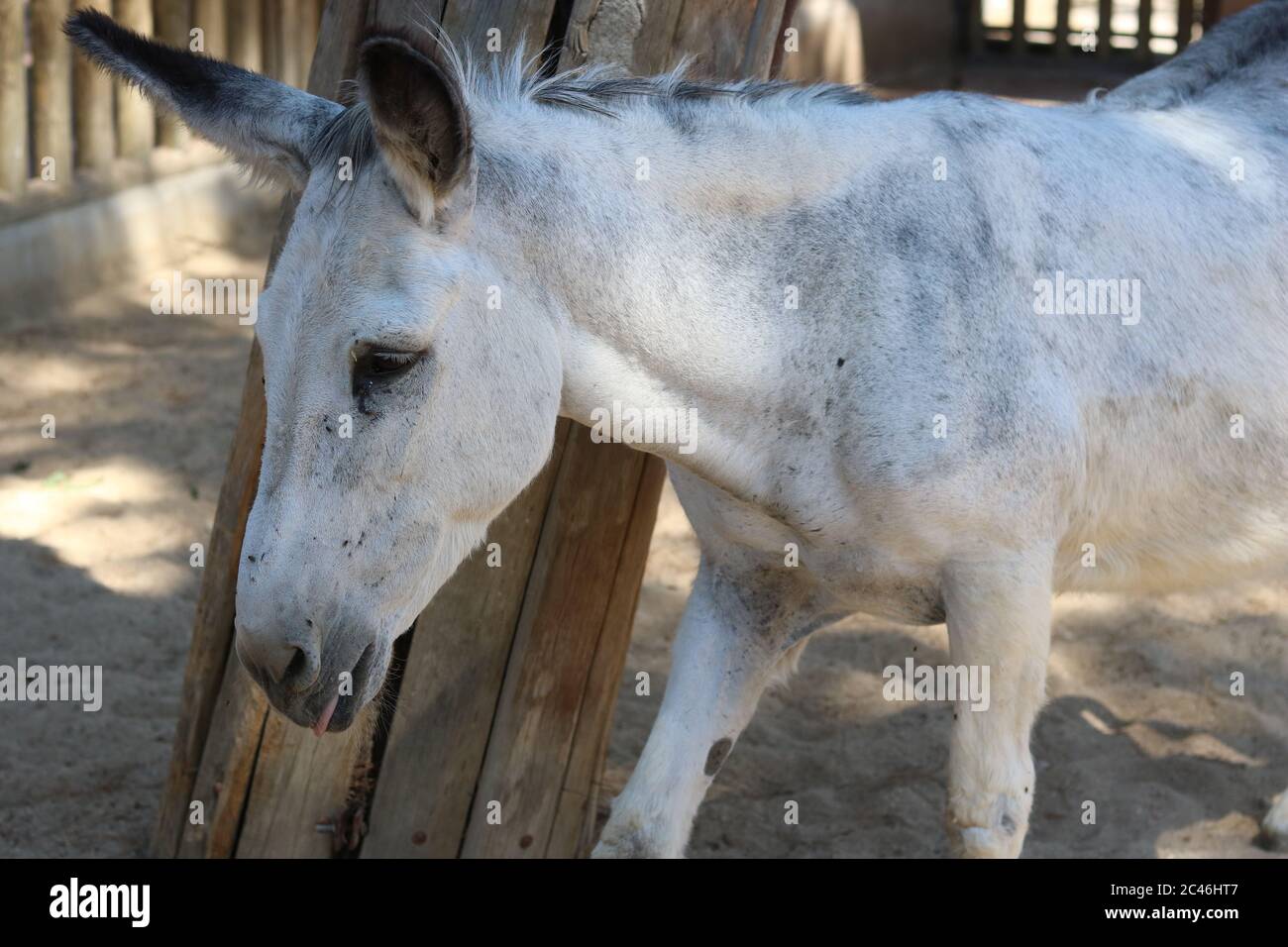 Burro black and white hi-res stock photography and images - Alamy