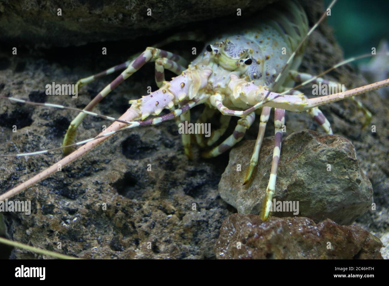 Yabbie hi-res stock photography and images - Alamy
