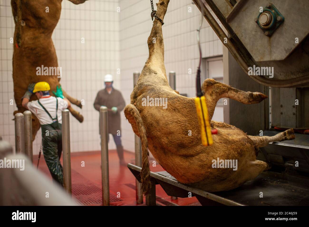 Abattoir uk hi-res stock photography and images - Alamy