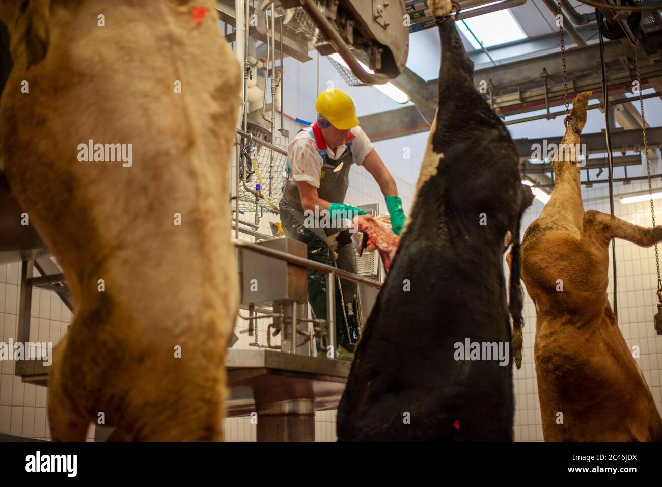 Butchers at work at a meat processing plant in the UK Stock Photo - Alamy