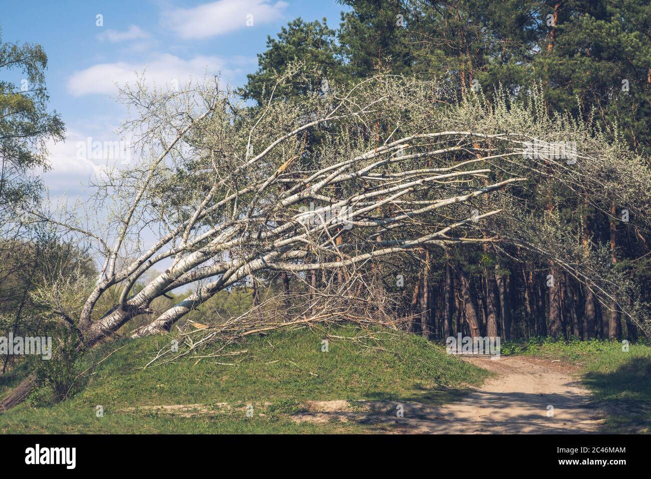 Fallen tree in a forest landscape Stock Photo - Alamy