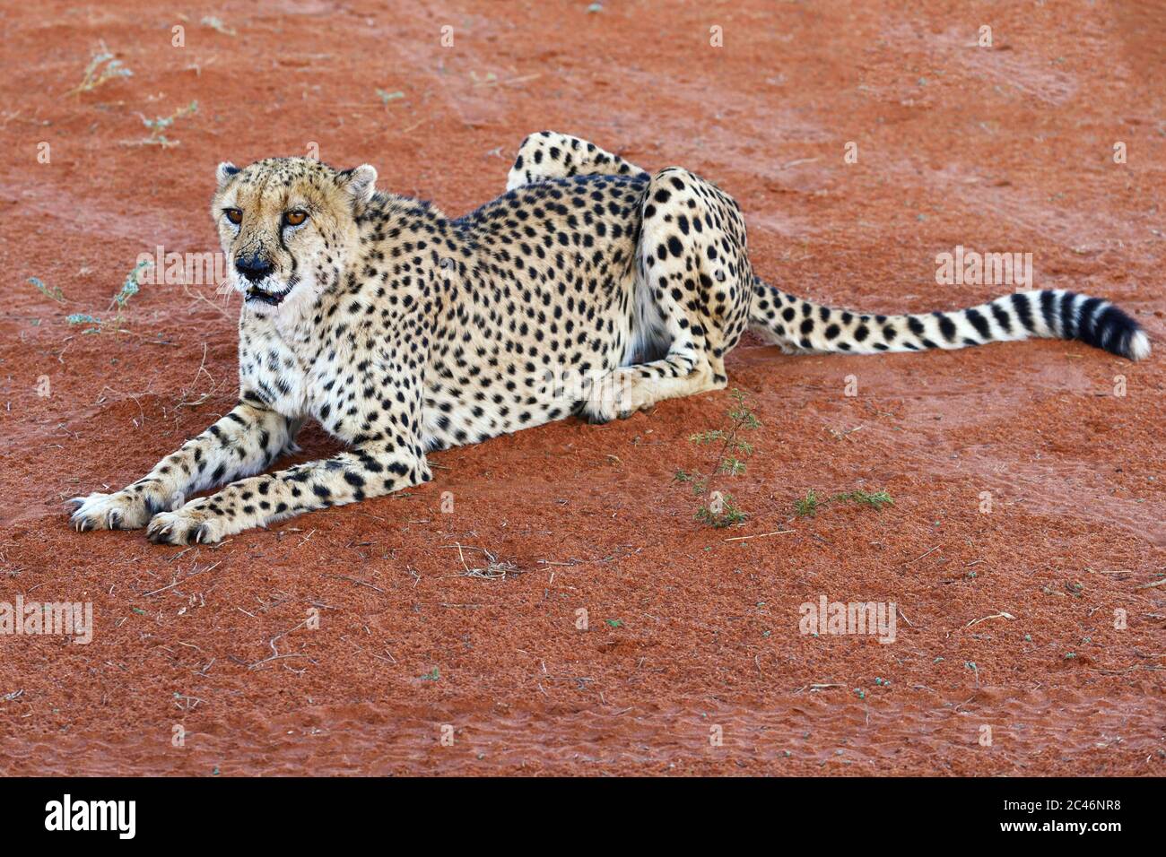 Wild Cheetah In the Kalahari desert after sun down time. African ...