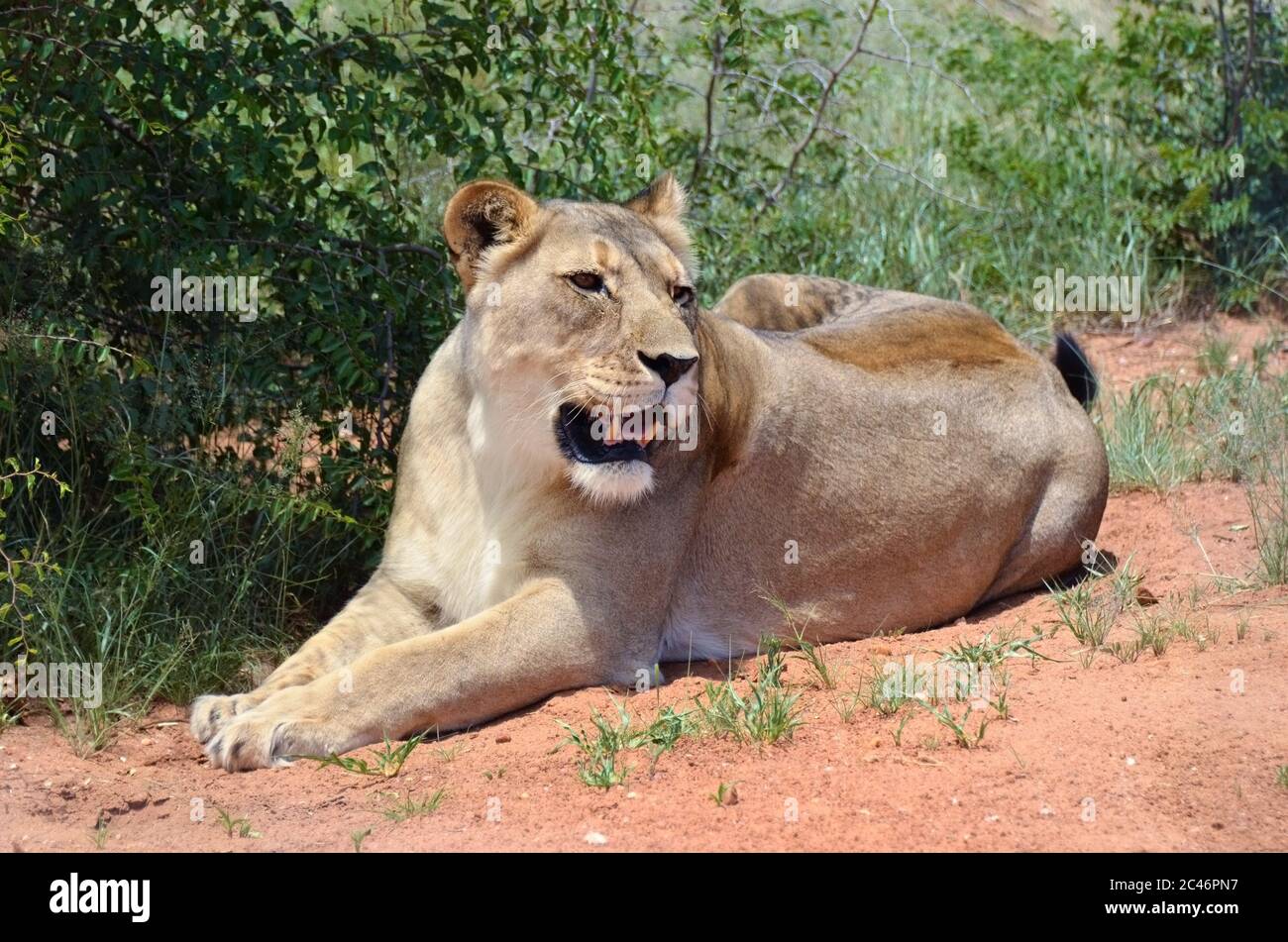 Wild Lioness resting under bush in the African savanna, Namibia Stock ...