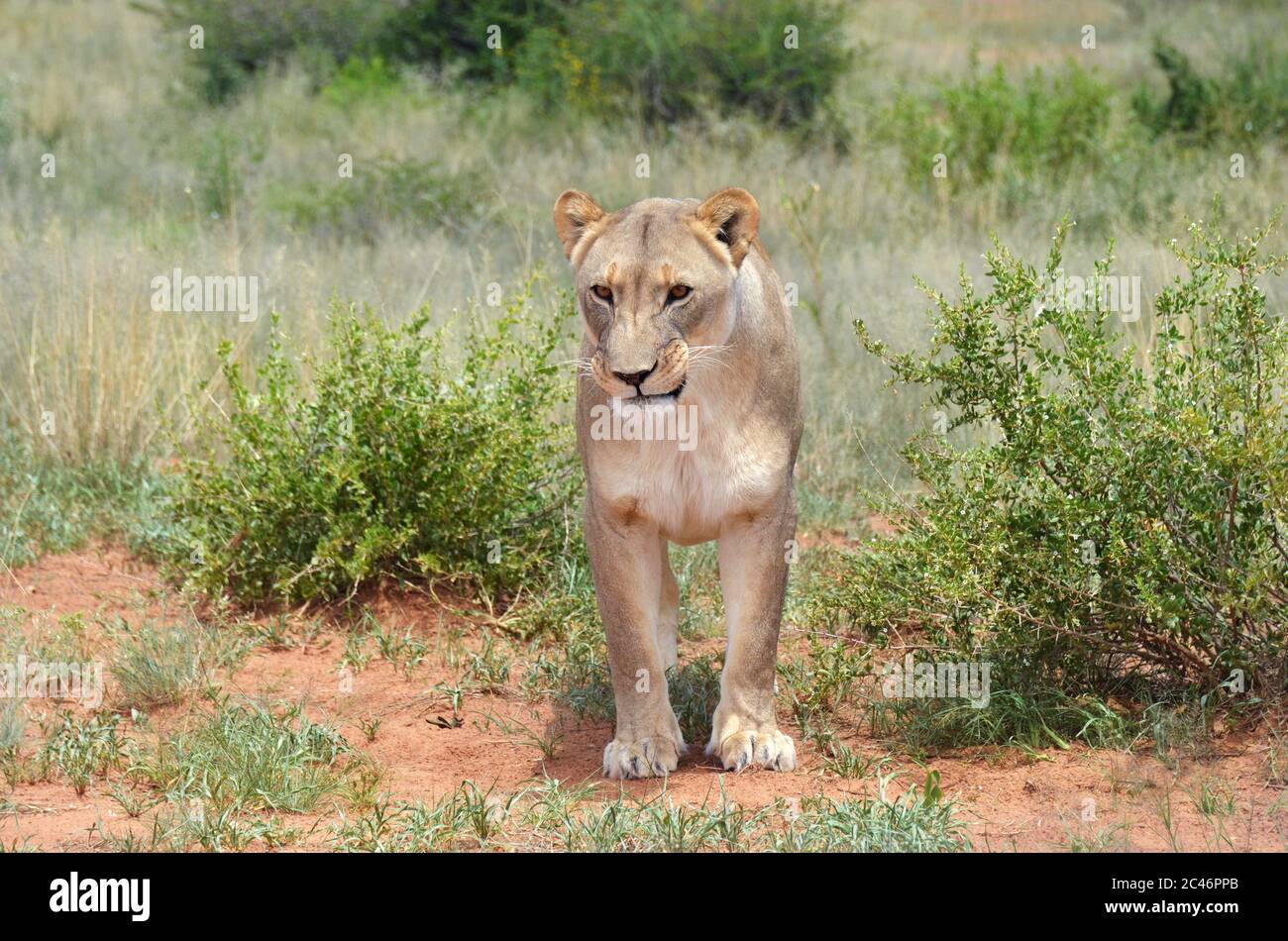 Wild Lioness standing and looking in a bush in the African savanna ...
