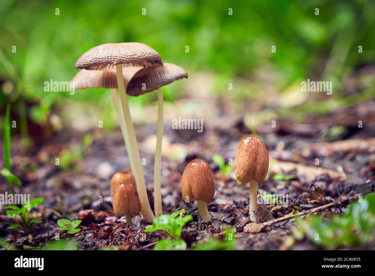 Wild mushrooms after rain hi-res stock photography and images - Alamy