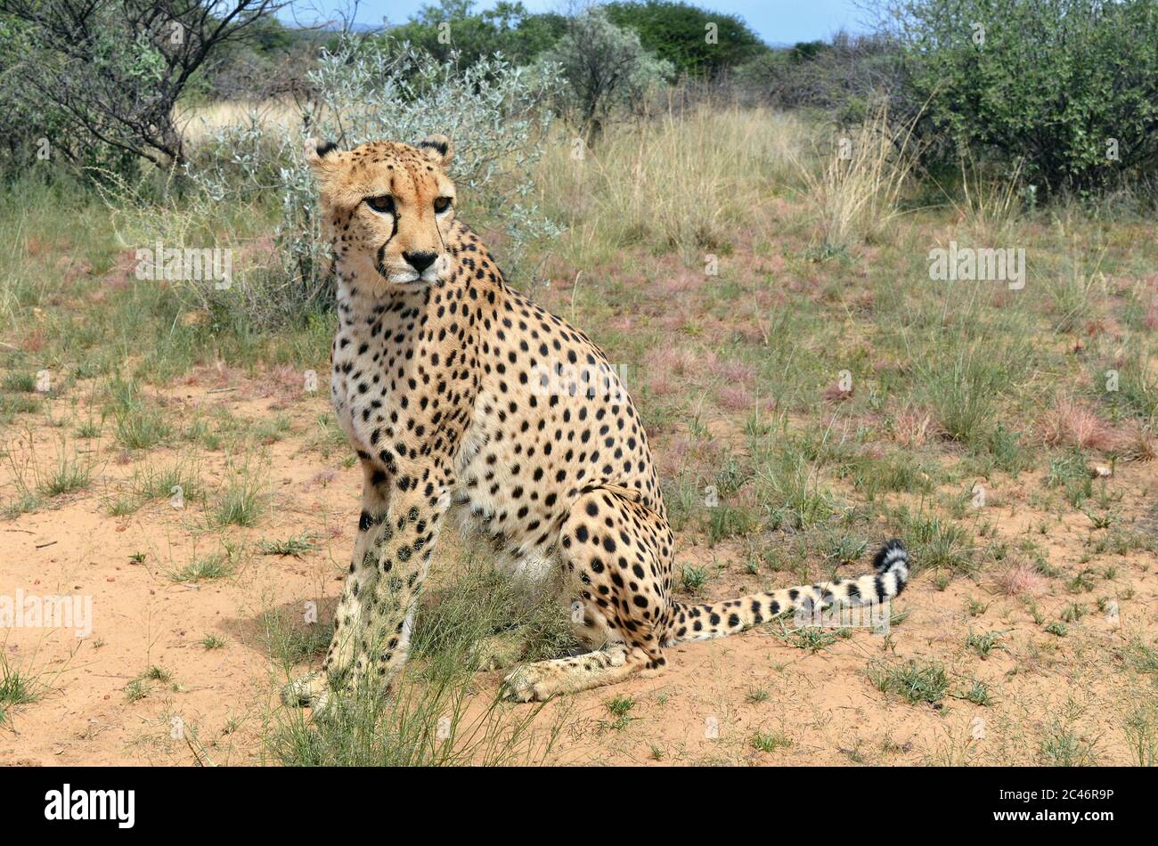 Sad cheetah hi-res stock photography and images - Alamy