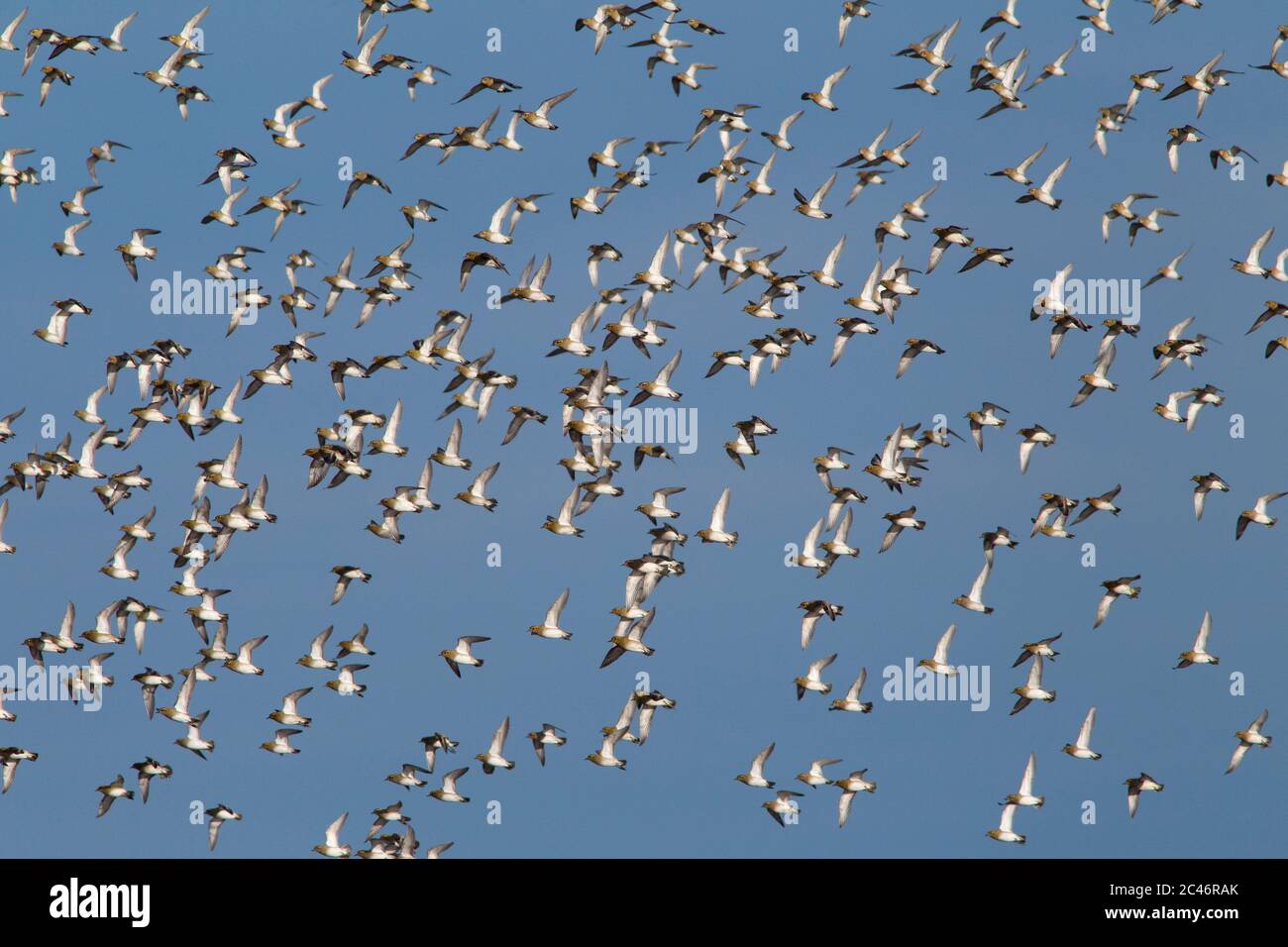 Golden plovers in flight hi-res stock photography and images - Alamy