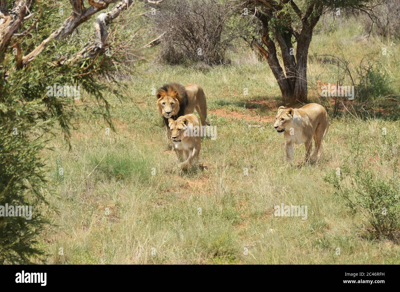 Pride of lions on the hunt. Lion and two lioness in the African bush ...