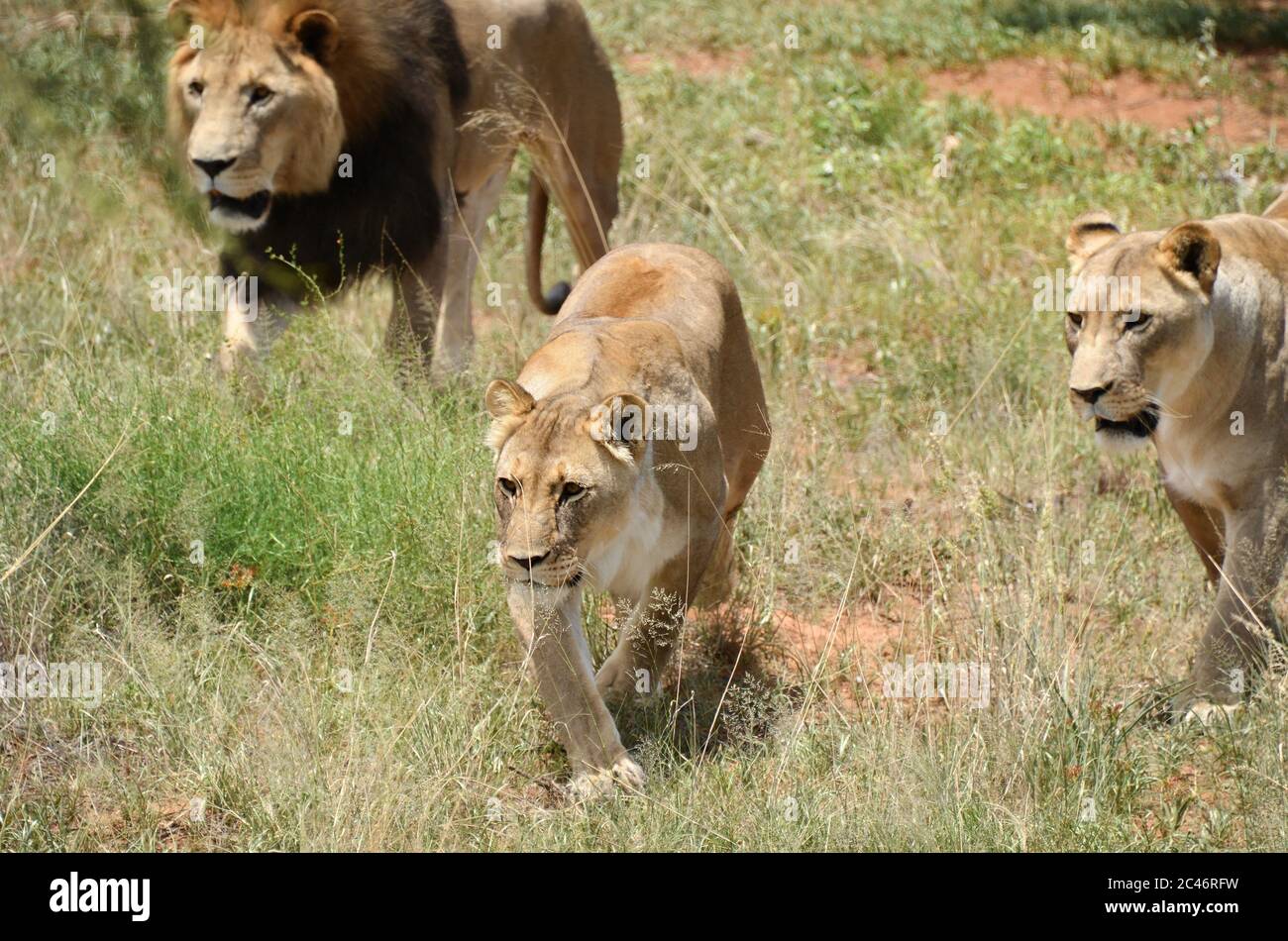Pack Of Lions Hunting