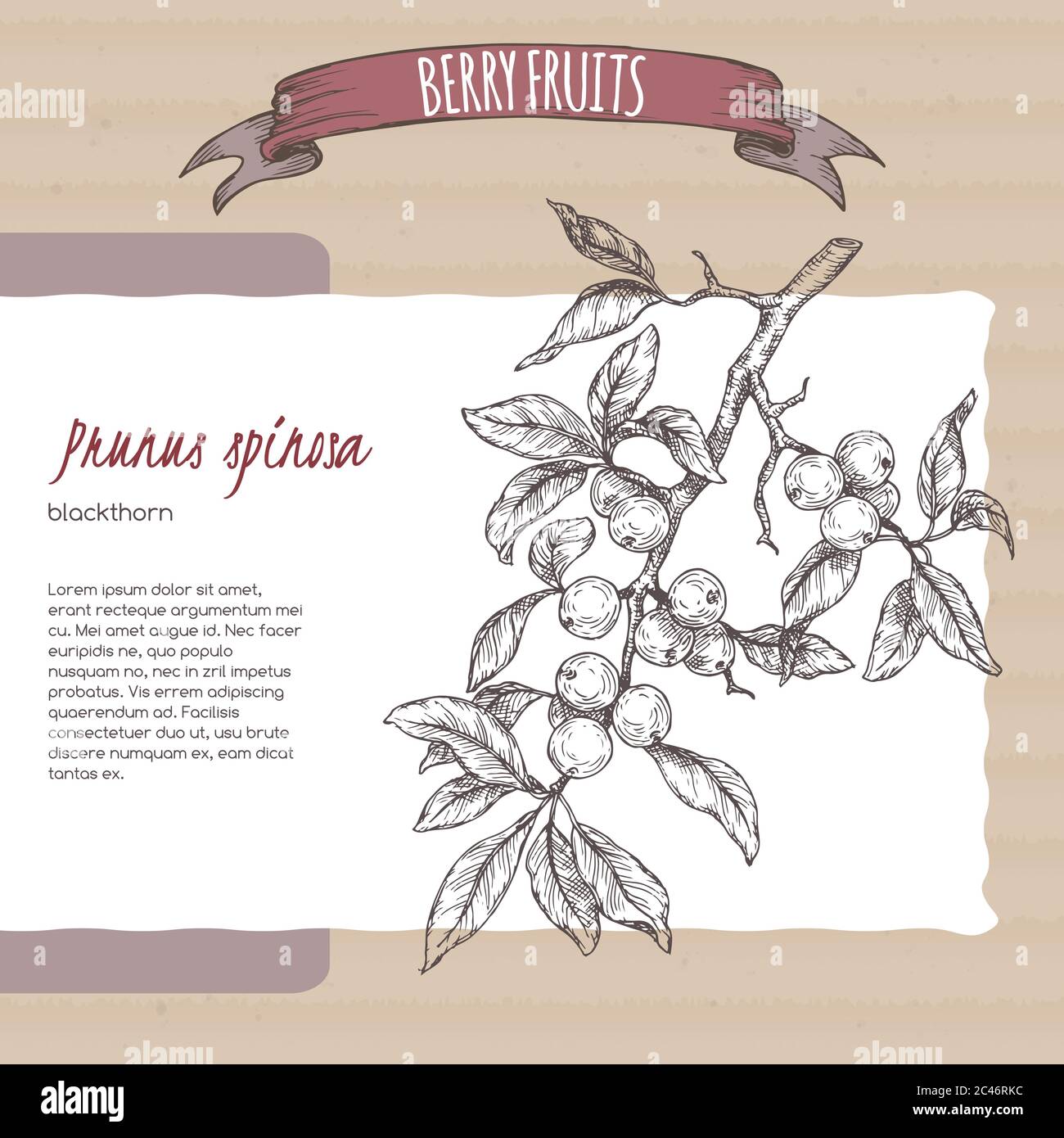 Prunus spinosa drawing Stock Vector Images - Alamy