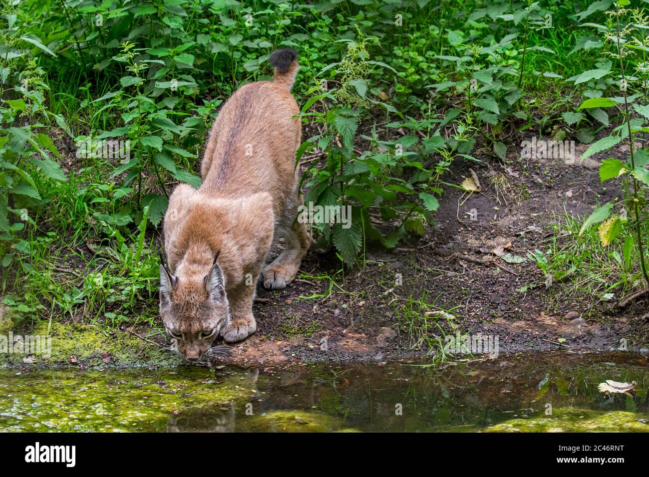 Eurasian lynx lynx drink hi-res stock photography and images - Alamy