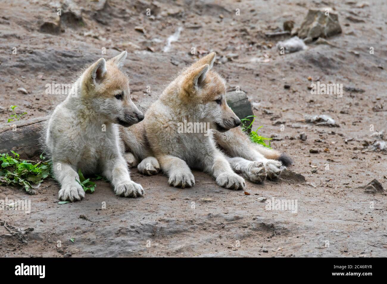 Hudson Bay wolves (Canis lupus hudsonicus) two white wolf pups resting ...