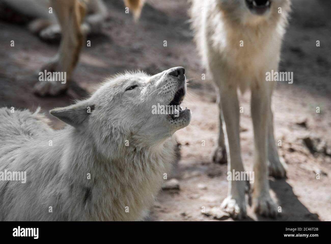 Hudson Bay wolf pack (Canis lupus hudsonicus) white wolves howling near ...