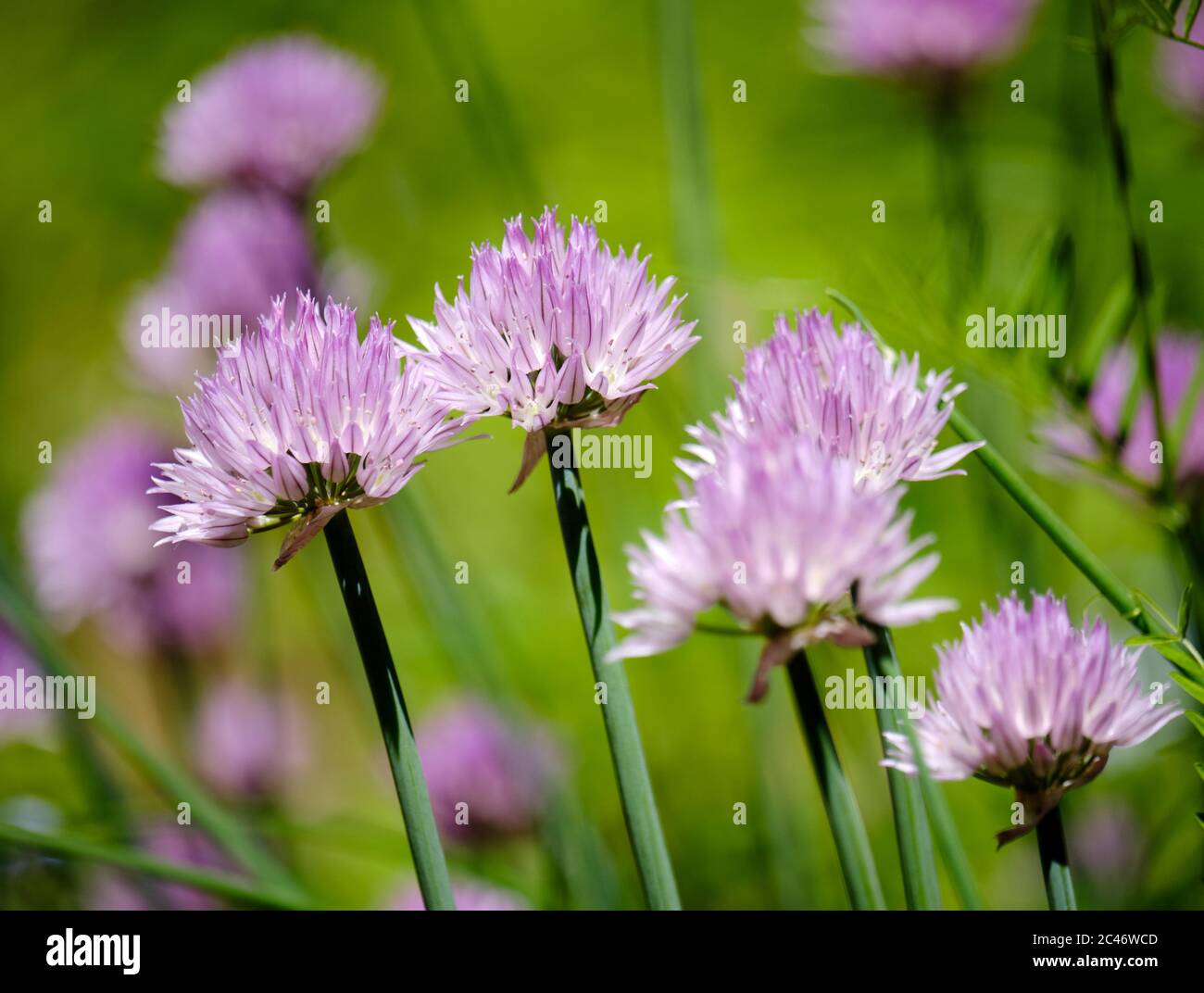 Chive blossoms hi-res stock photography and images - Alamy
