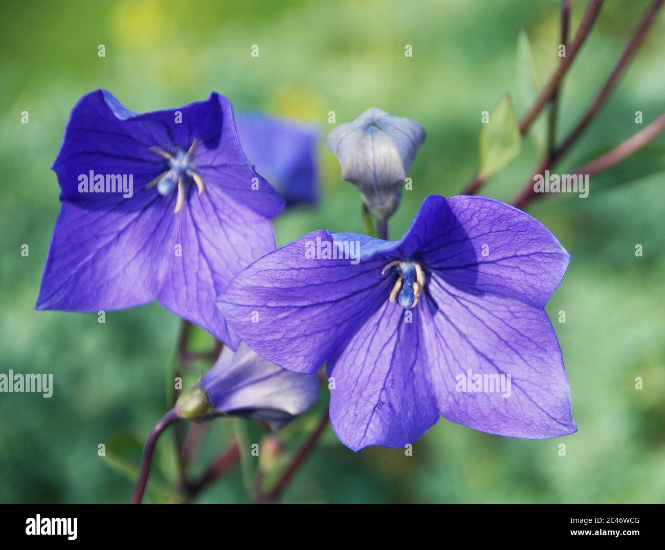 Cup shaped violet blue flower hi-res stock photography and images - Alamy