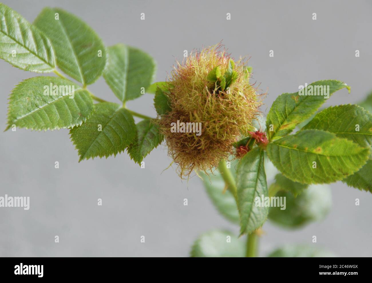 Abnormal growth on roses hi-res stock photography and images - Alamy