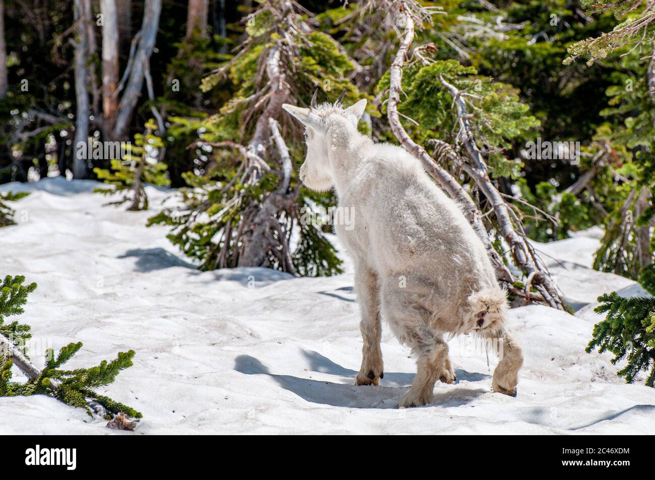 Young Mountain goat, peeing, Glacier National Park, Montana, USA Stock ...