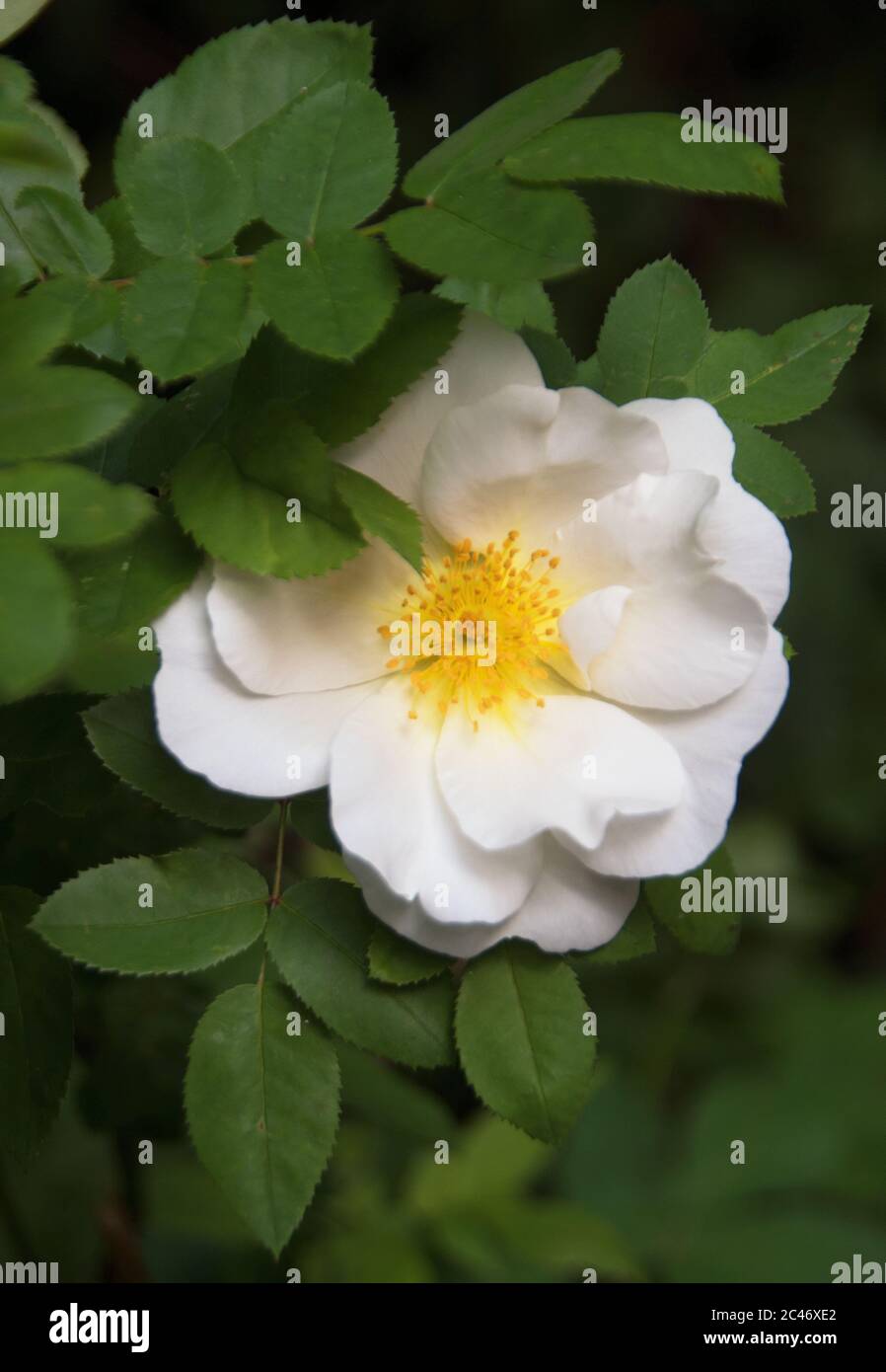 Rosa × Alba, the white rose of York Stock Photo - Alamy