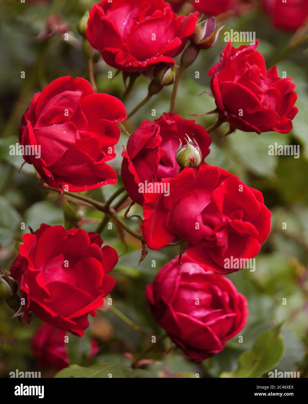 Dwarf roses hi-res stock photography and images - Alamy