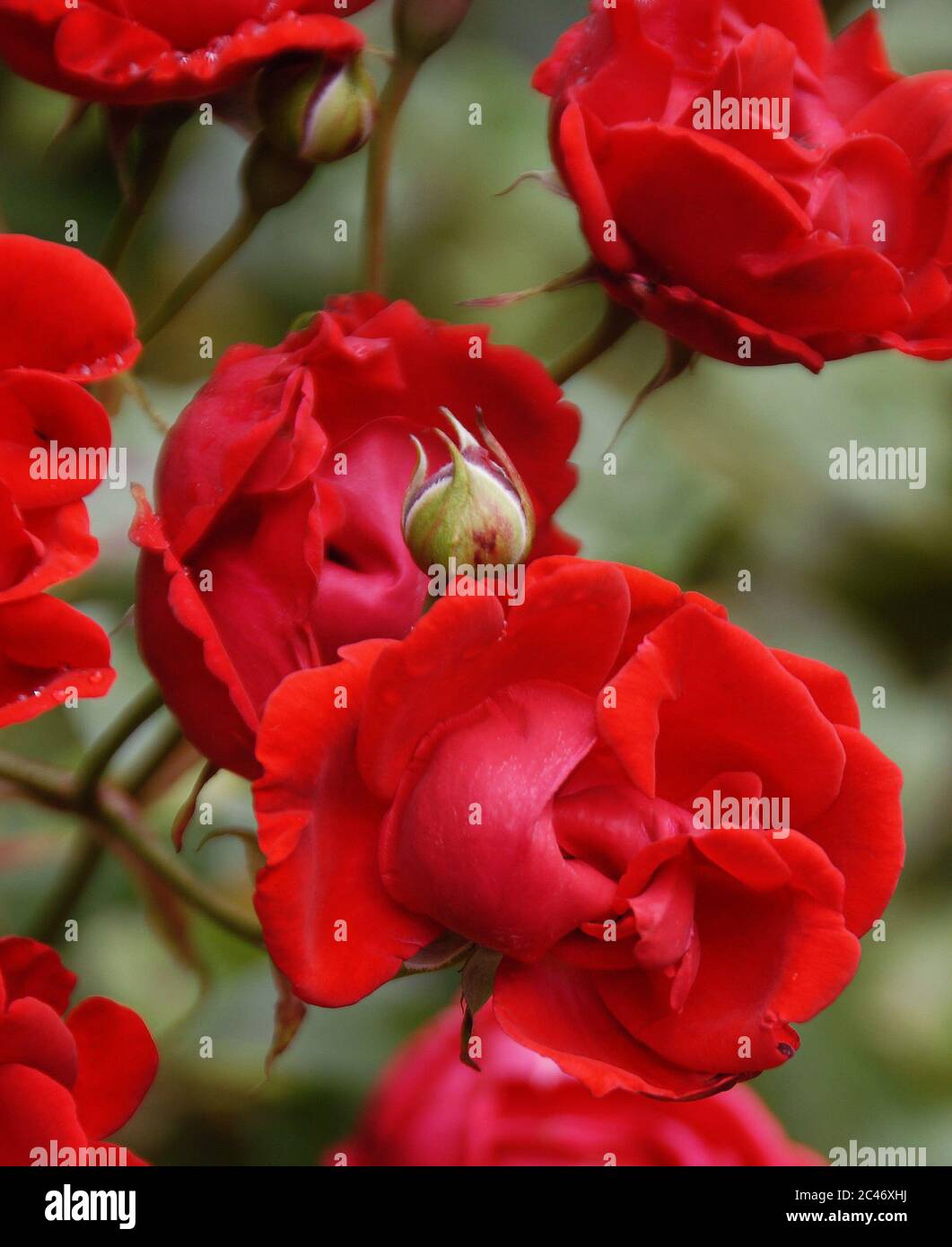Dwarf roses hi-res stock photography and images - Alamy
