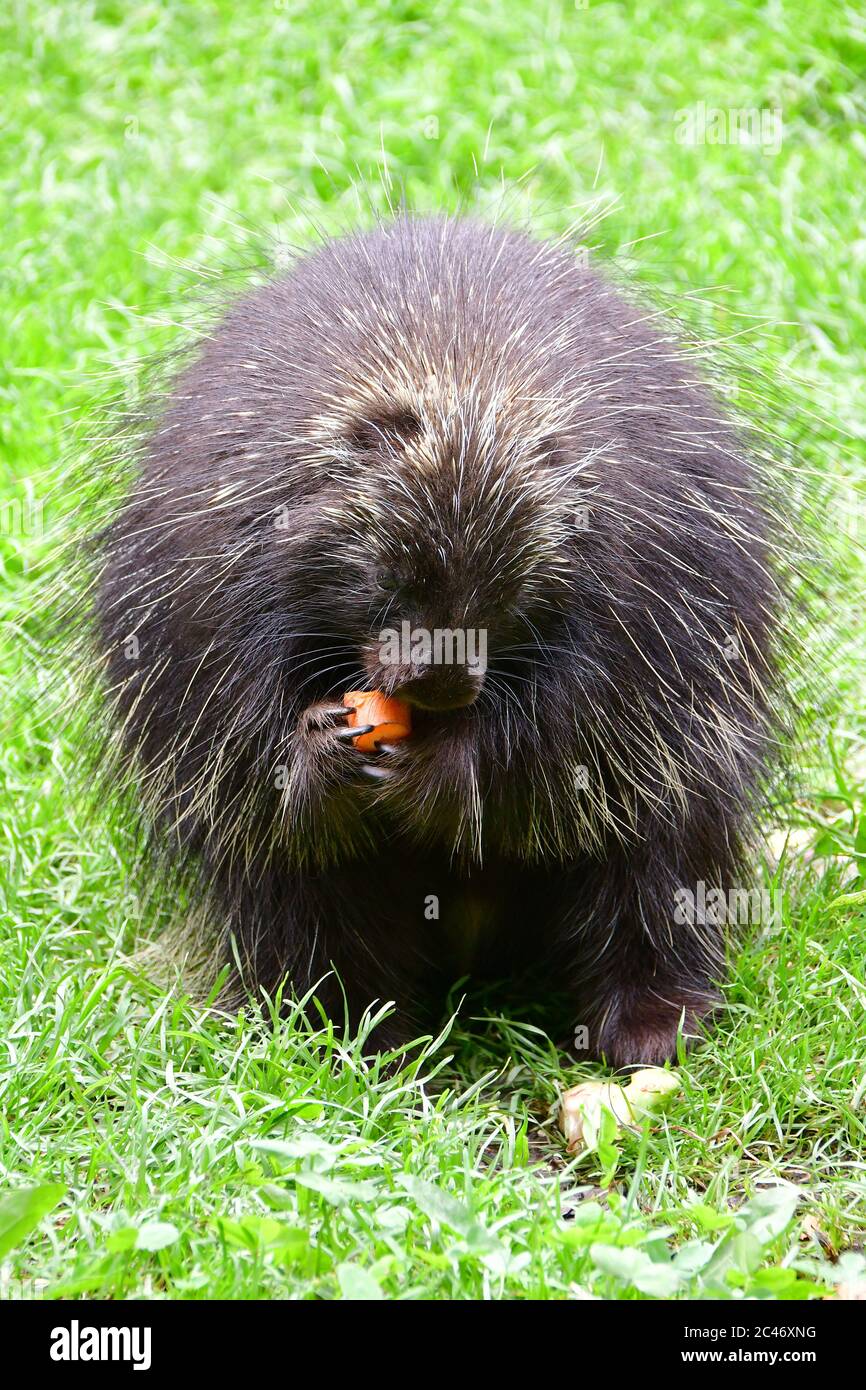 North American porcupine, Canadian porcupine or common porcupine, Urson ...