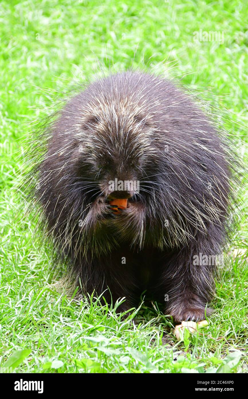 North American porcupine, Canadian porcupine or common porcupine, Urson ...