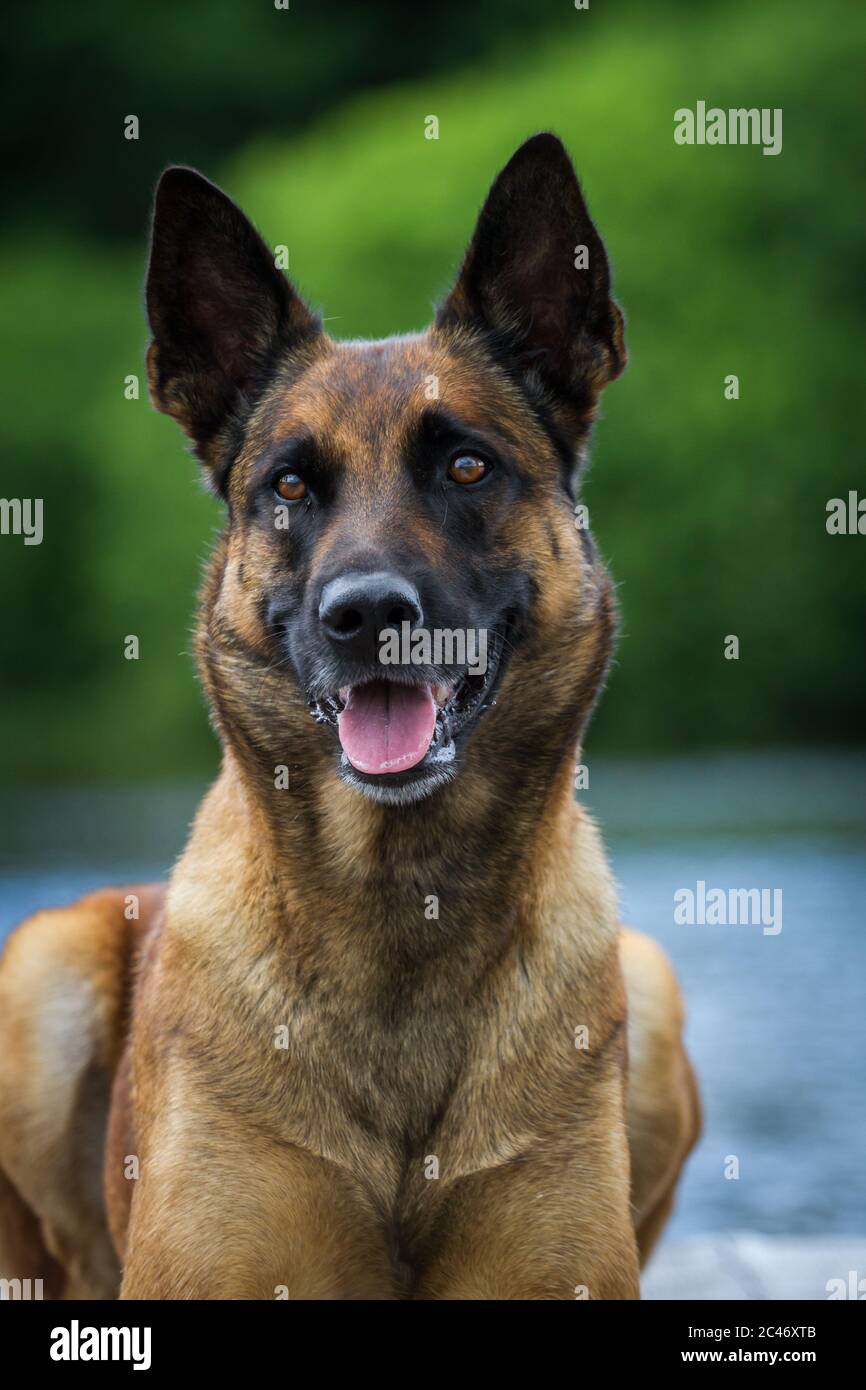 Portrait of a Malinois (Belgian Shepherd Dog Stock Photo - Alamy