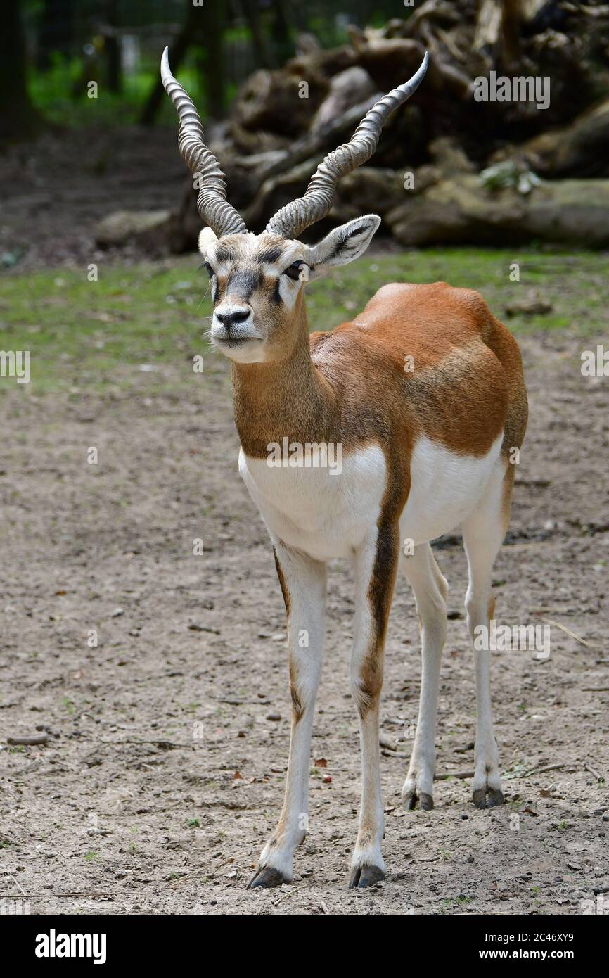 Indian antelope species hi-res stock photography and images - Alamy