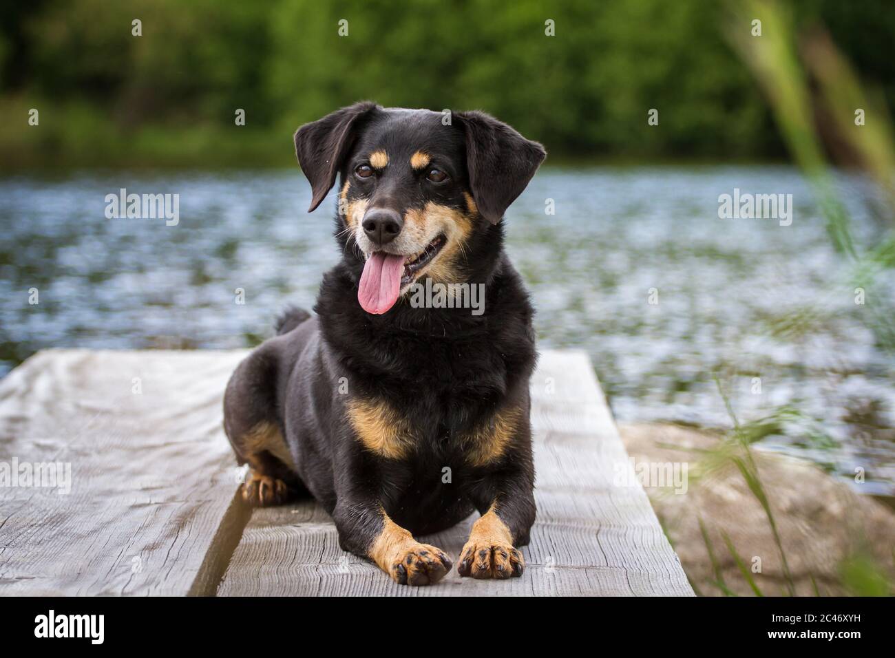 What Is The Full Name Of An Australian Pinscher