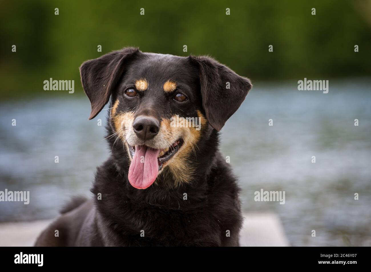 Can A Austrian Pinscher Live In Australia