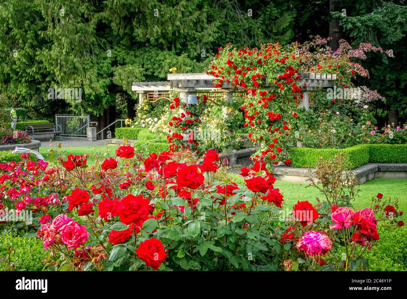 Ubc Vancouver Rose Garden High Resolution Stock Photography and Images ...