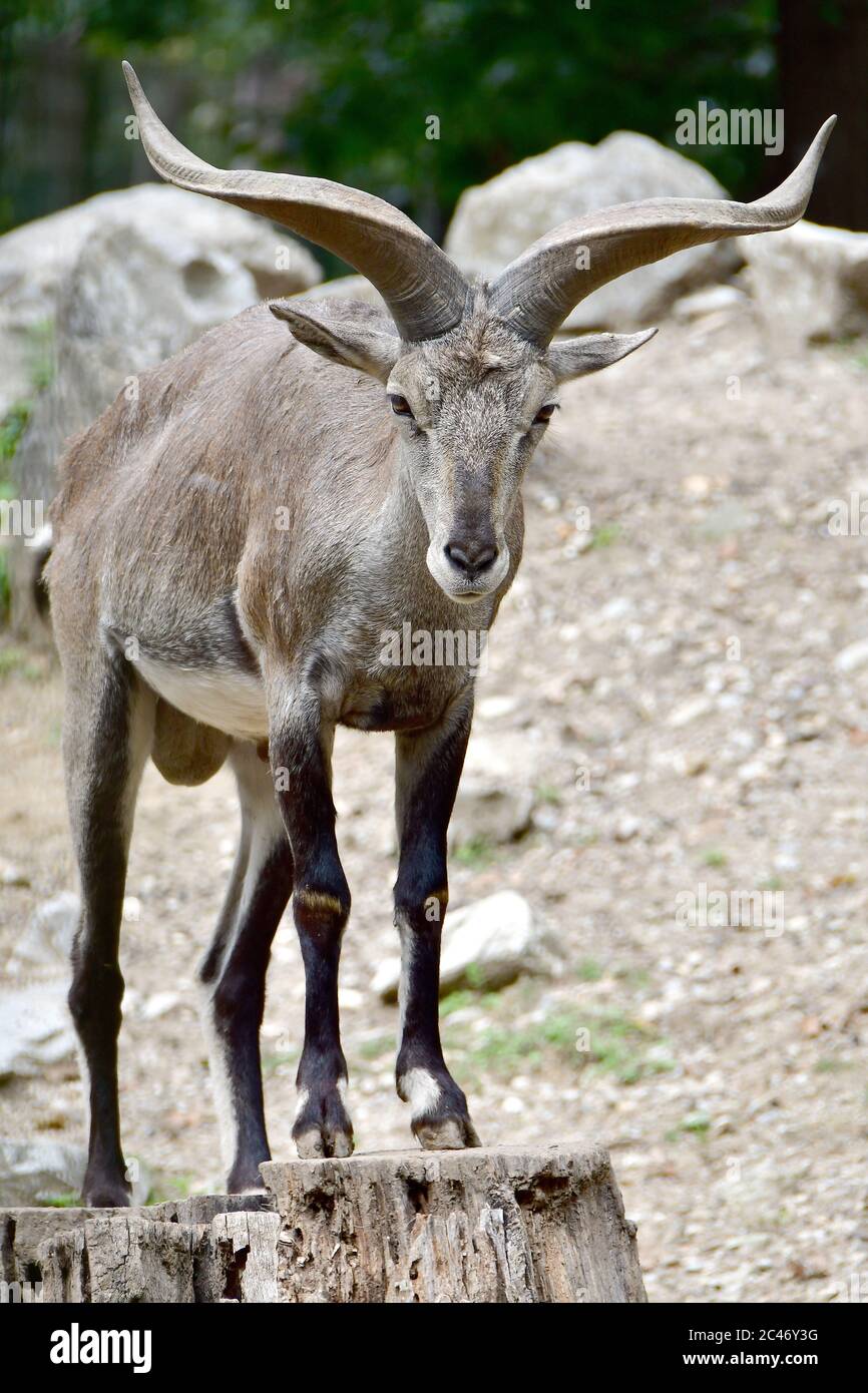 Asian wild sheep hi-res stock photography and images - Alamy