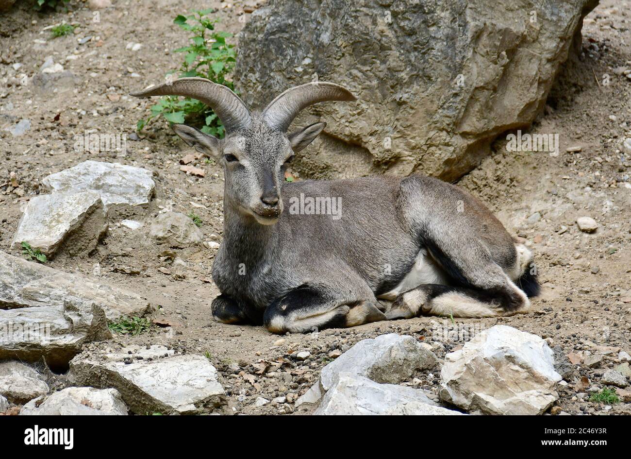 Pseudois species hi-res stock photography and images - Alamy