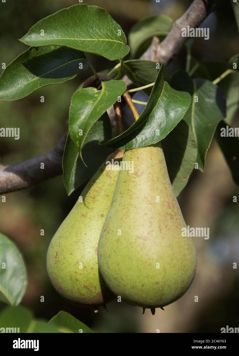 Greenish fruit hi-res stock photography and images - Alamy