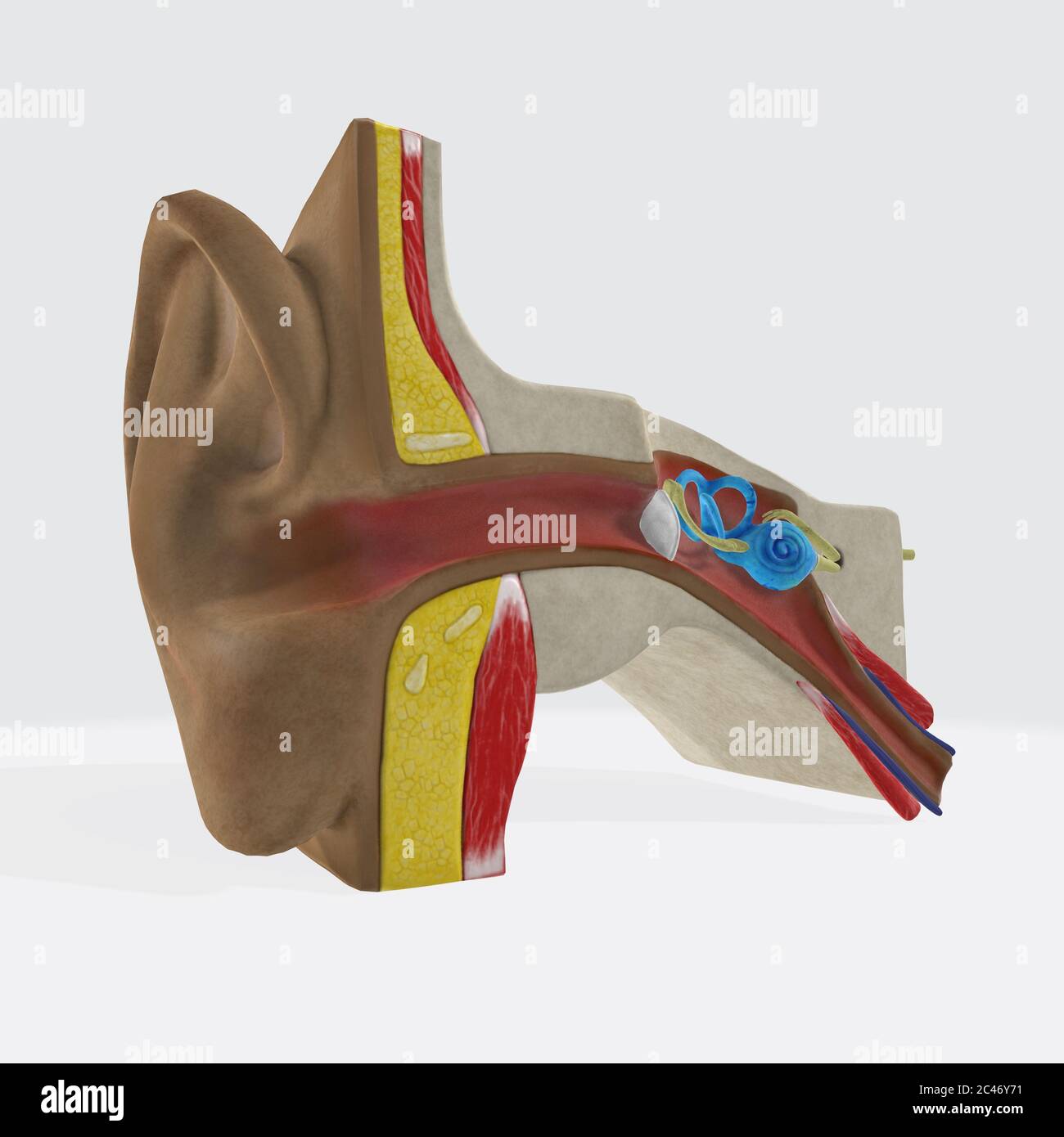 Anatomical structure of the human ear Stock Photo - Alamy
