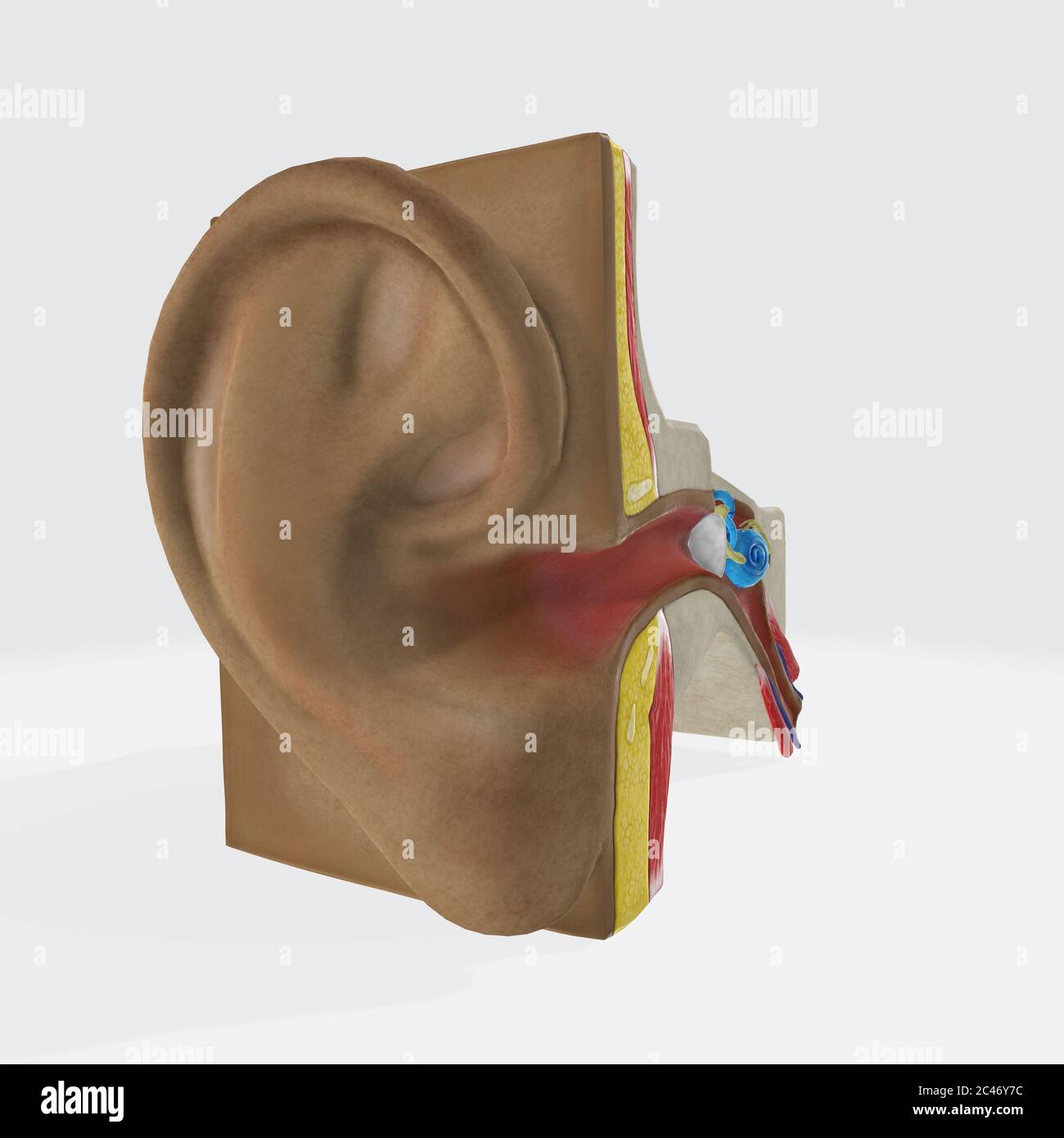 Anatomical structure of the human ear Stock Photo - Alamy