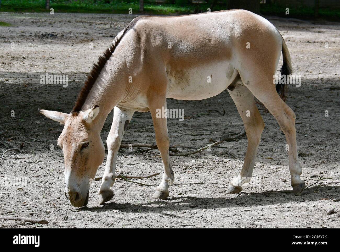 Turkmenian kulan, Transcaspian wild ass, Turkmenistani onager, Equus ...
