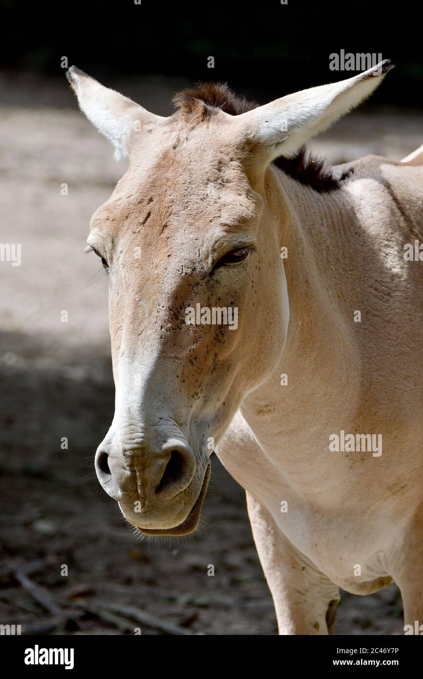 Turkmenian kulan, Transcaspian wild ass, Turkmenistani onager, Equus ...