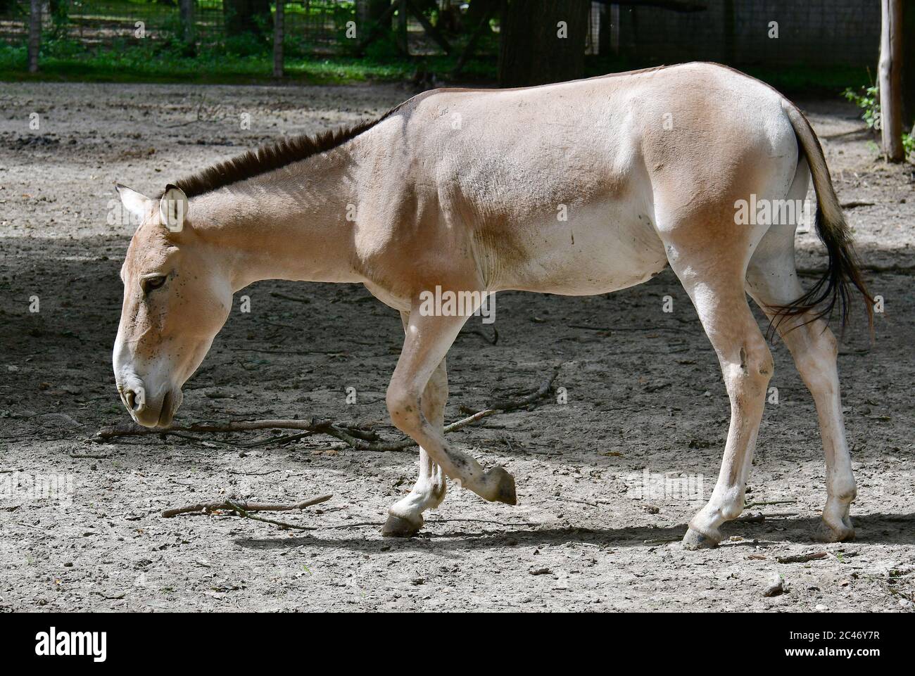 Turkmenian kulan, Transcaspian wild ass, Turkmenistani onager, Equus ...
