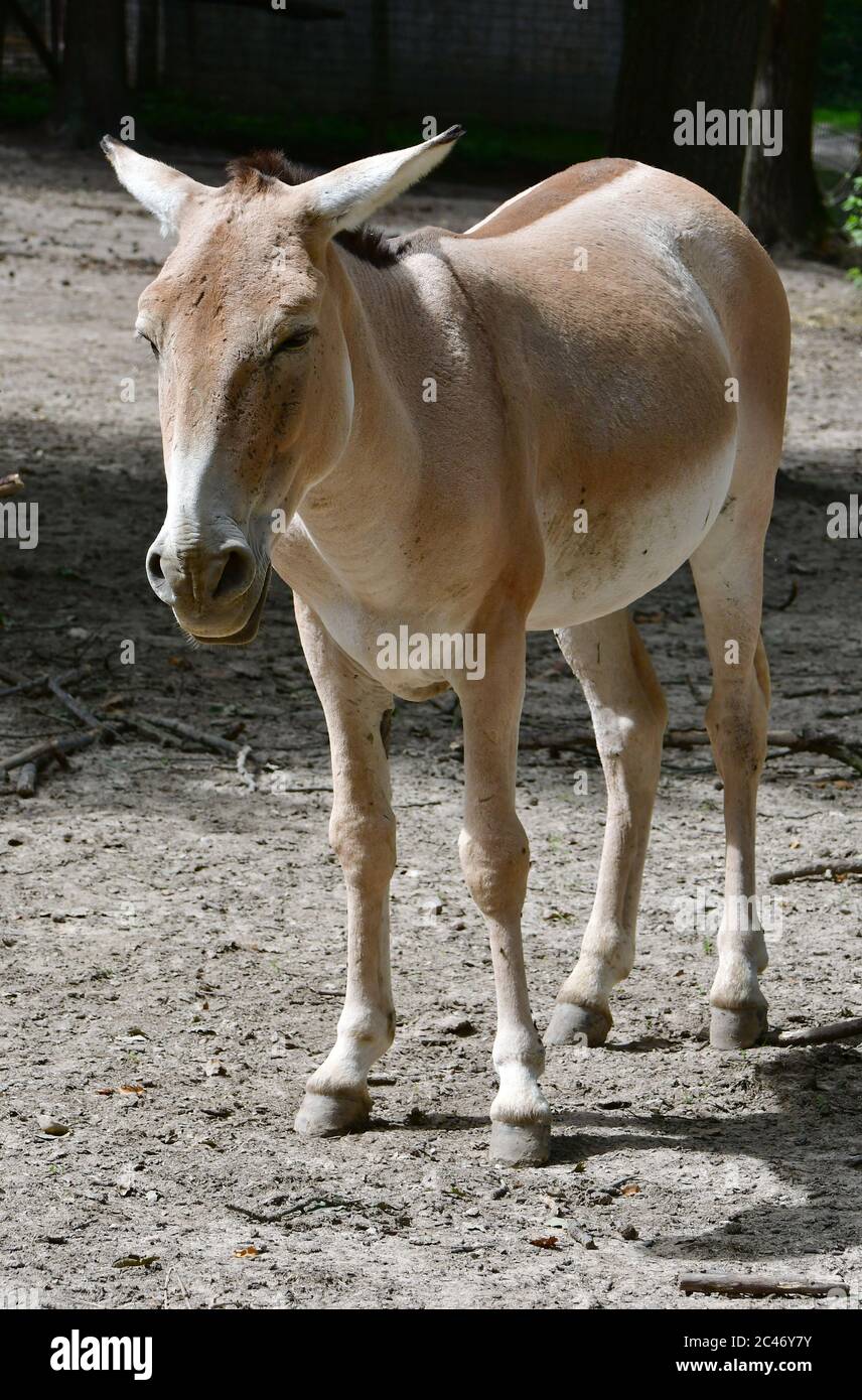 Turkmenian kulan, Transcaspian wild ass, Turkmenistani onager, Equus ...